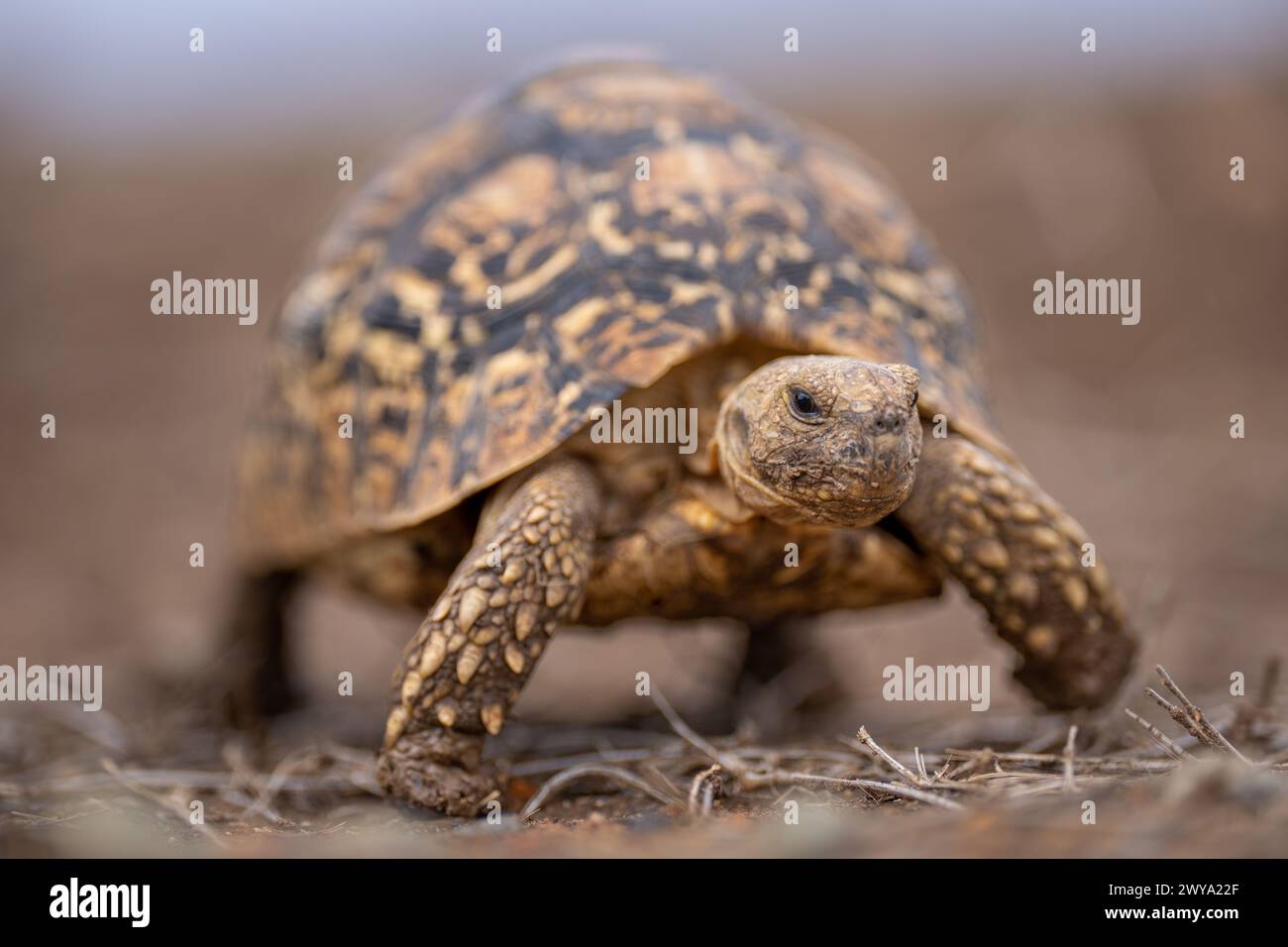 Leopard tortoise kenya hi-res stock photography and images - Alamy