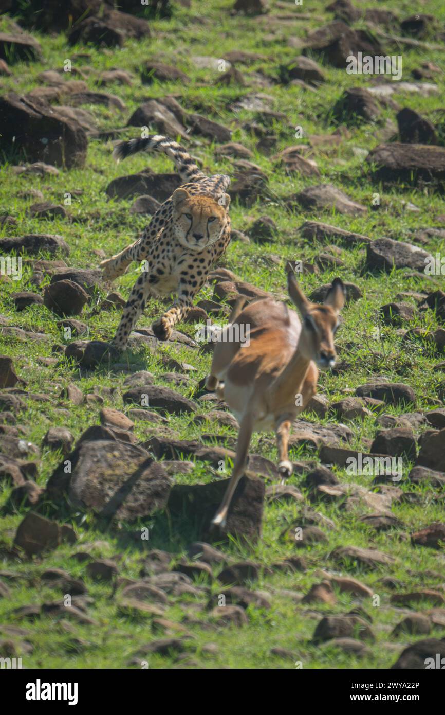 Cheetah chase impala hi-res stock photography and images - Alamy