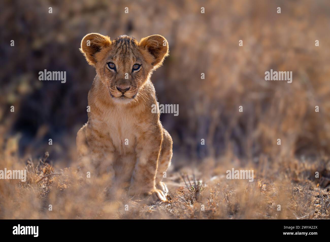 Young lion seated hi-res stock photography and images - Alamy