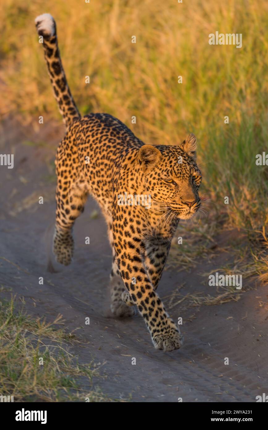 Leopard running botswana hi-res stock photography and images - Alamy
