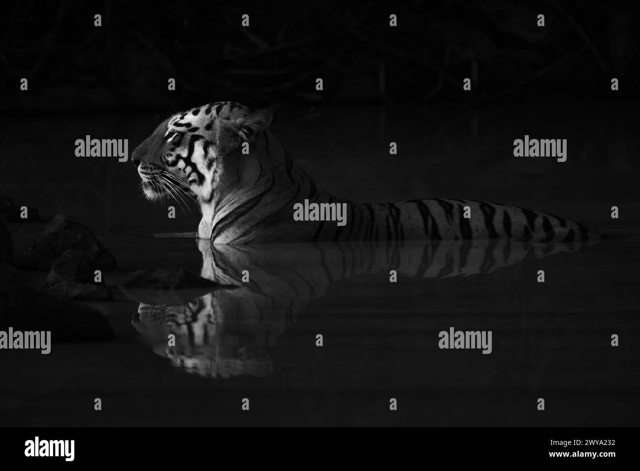 Mono Bengal tiger lying in shadowy waterhole Stock Photo - Alamy