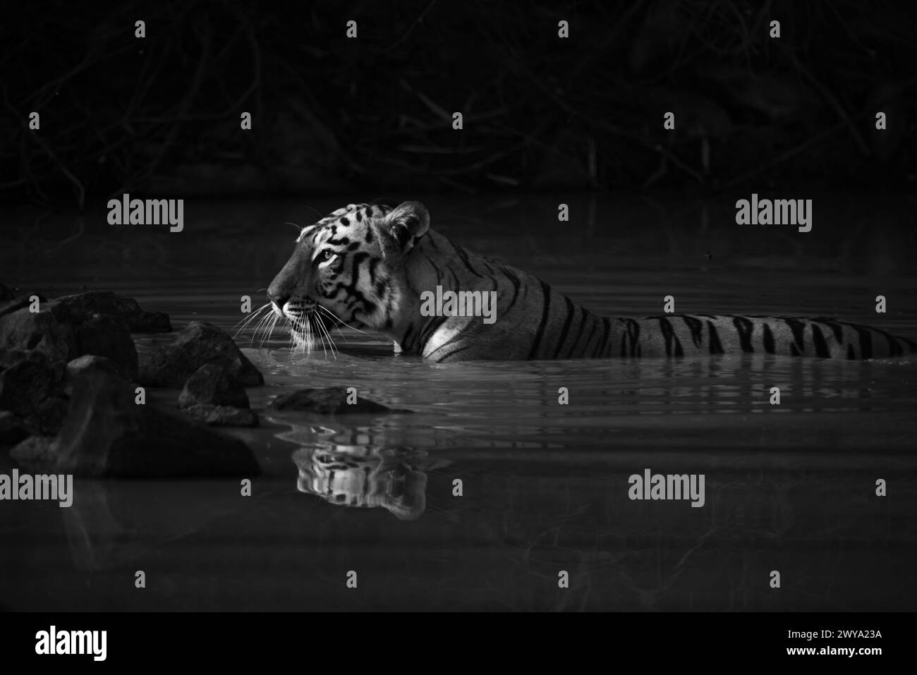 Tiger relaxing Black and White Stock Photos & Images - Alamy