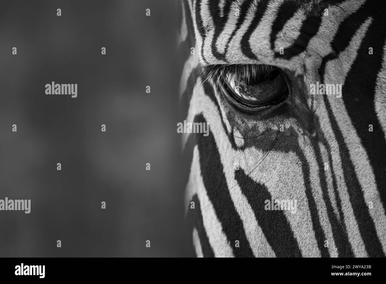 Half zebra Black and White Stock Photos & Images - Alamy