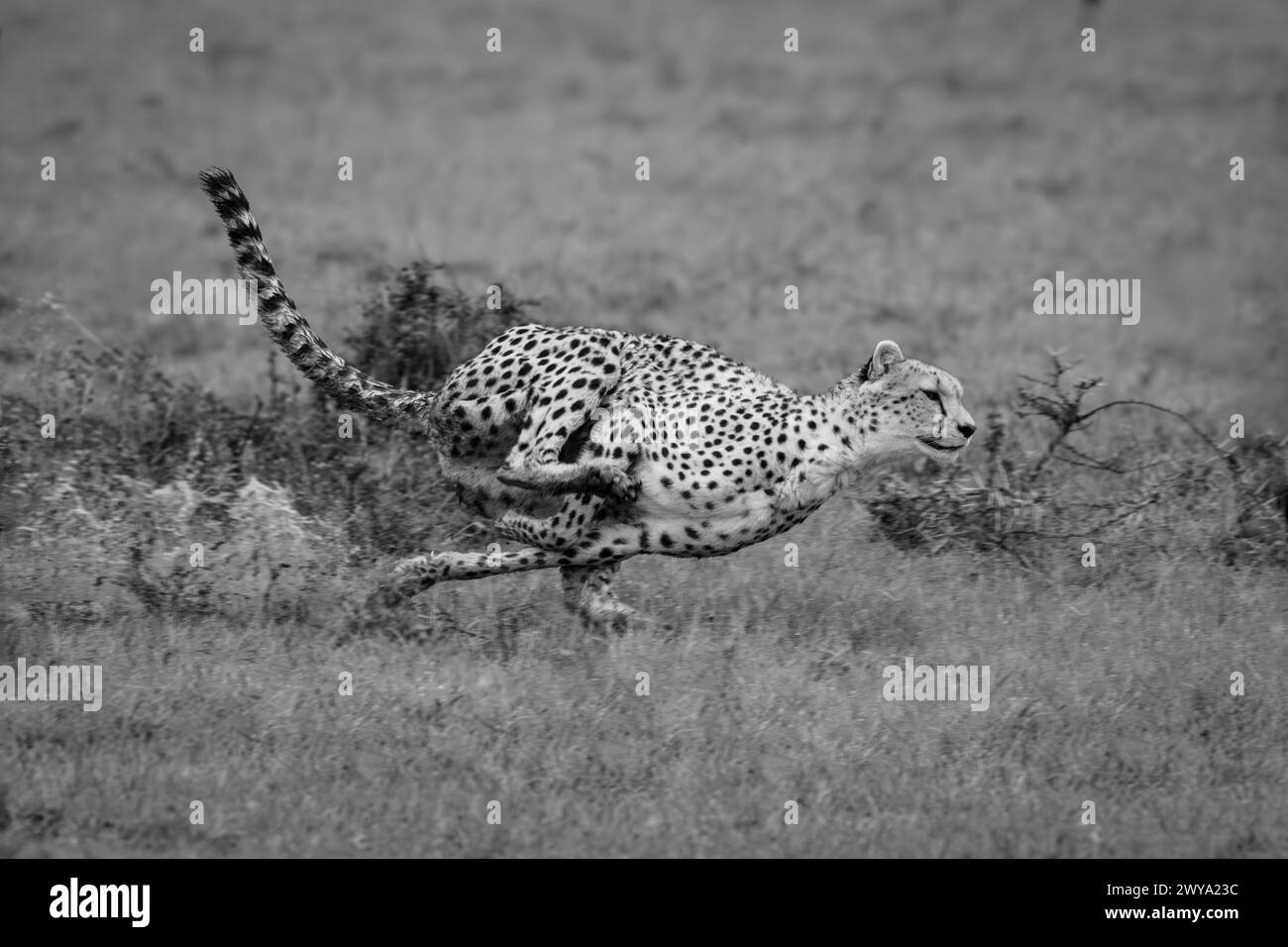 Mono female cheetah crosses puddles in savannah Stock Photo - Alamy