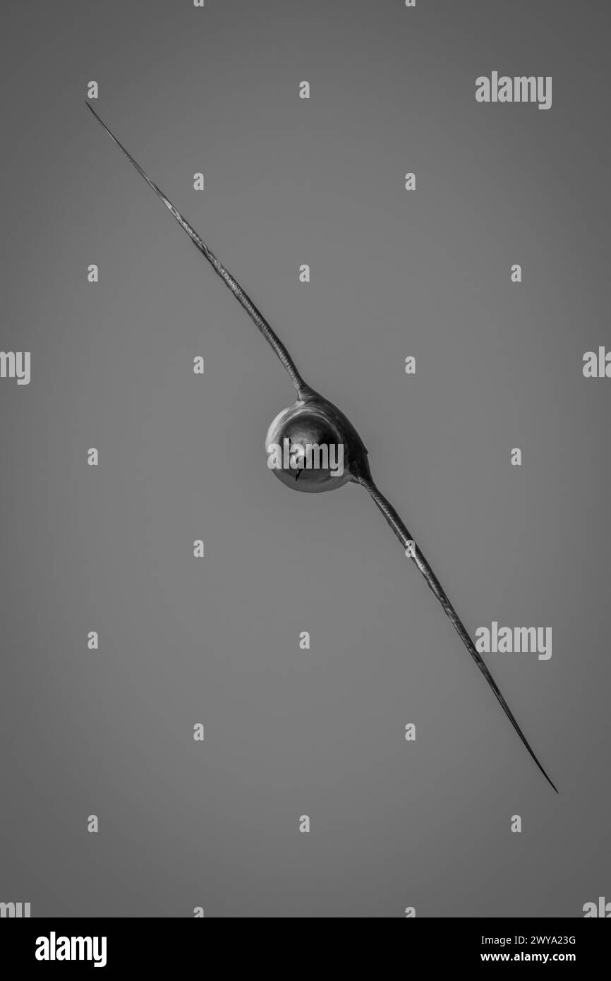 Diagonal shot Black and White Stock Photos & Images - Alamy