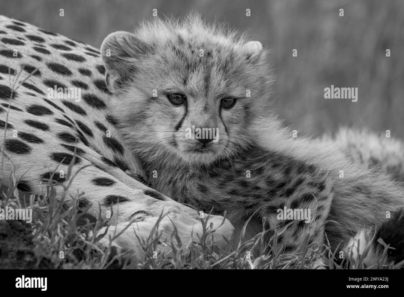 Mono cheetah cub lies snuggling with mother Stock Photo - Alamy
