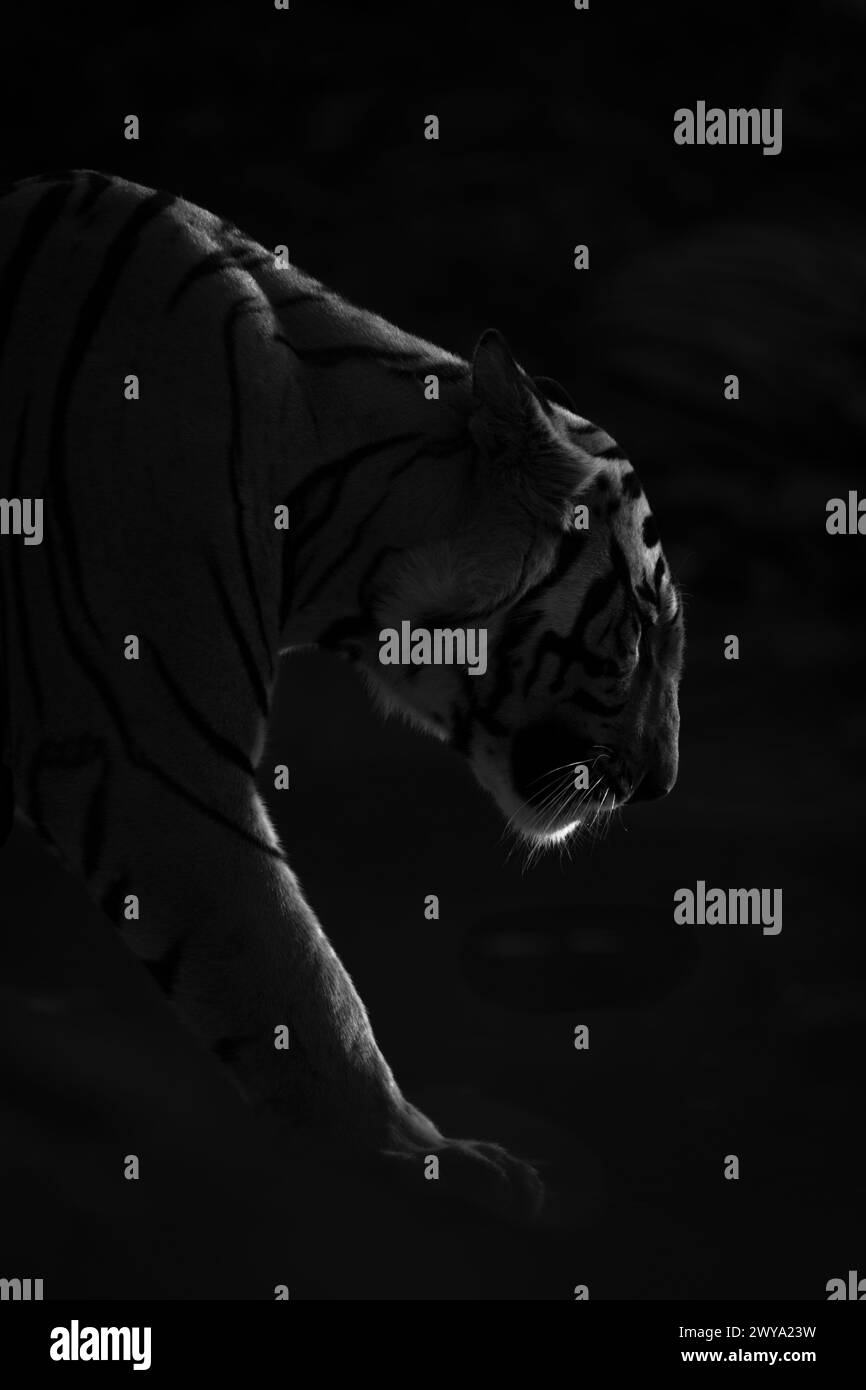 Male bengal tiger vertical hi-res stock photography and images - Alamy