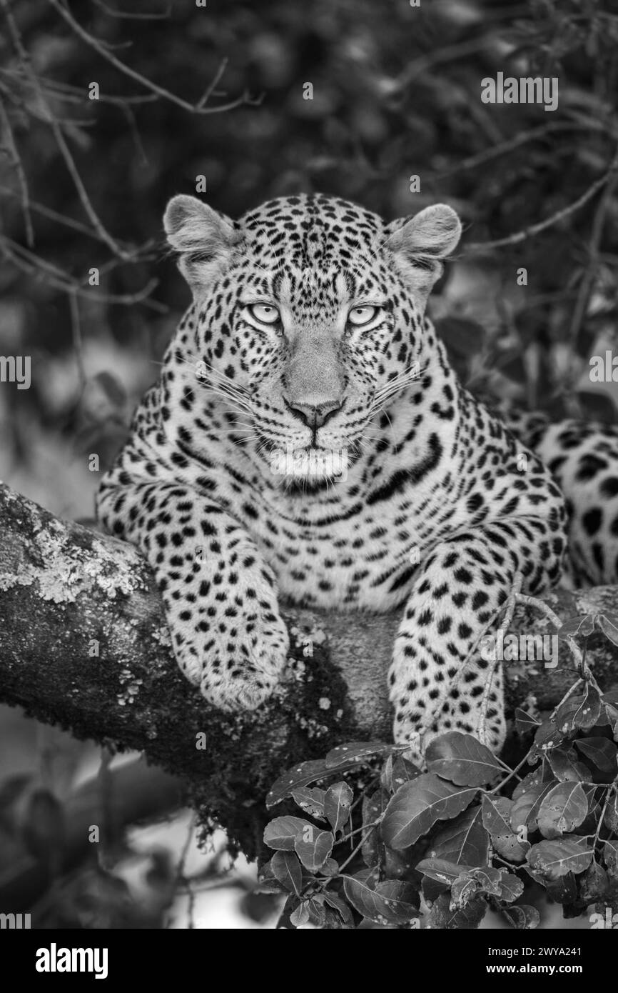 Female leopard Black and White Stock Photos & Images - Alamy