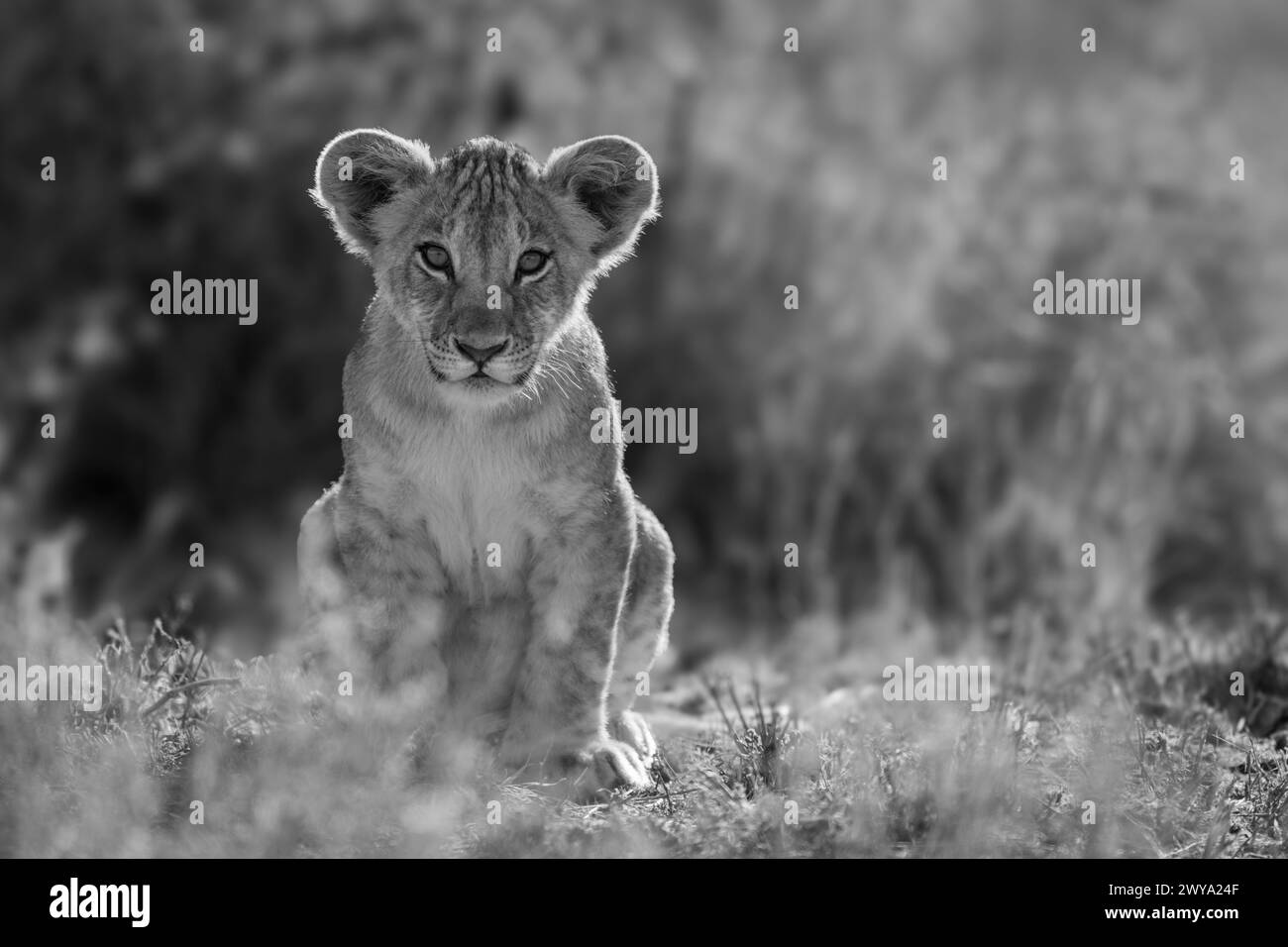 Lion cub Black and White Stock Photos & Images - Alamy