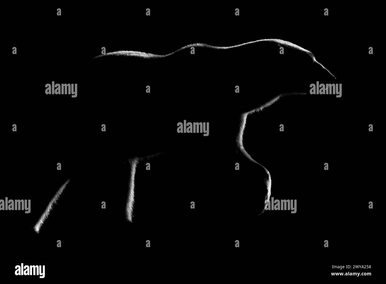 Polar bear walking animal Black and White Stock Photos & Images - Alamy