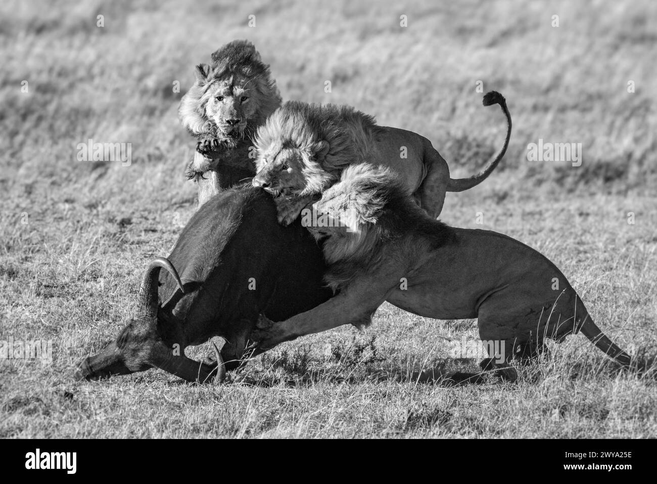 Mono three male lions take down buffalo Stock Photo - Alamy