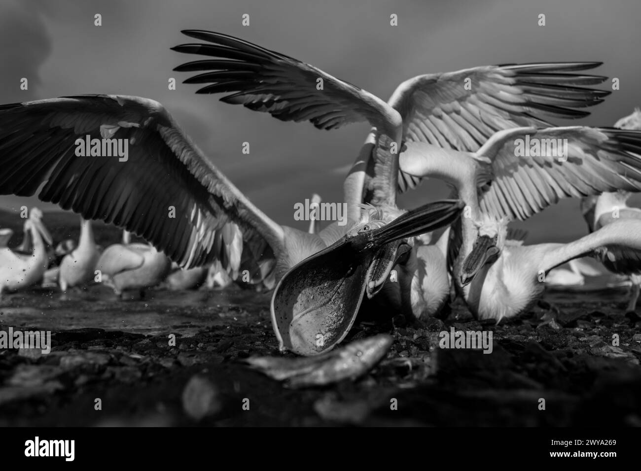 Shore grabs hi-res stock photography and images - Alamy