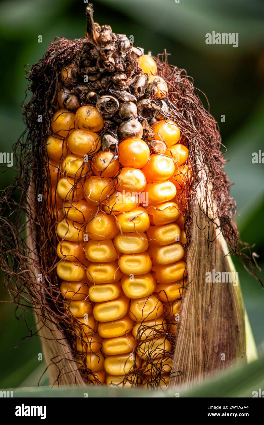 A vertical closeup shot of details on a drying corn on the cob Stock ...