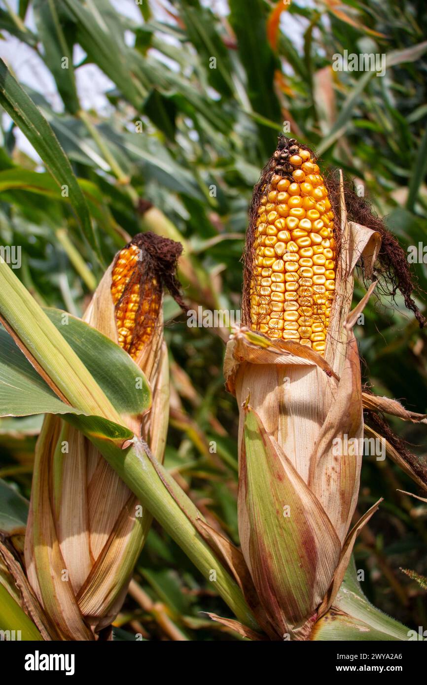 Vertical shot corn plant hi-res stock photography and images - Alamy