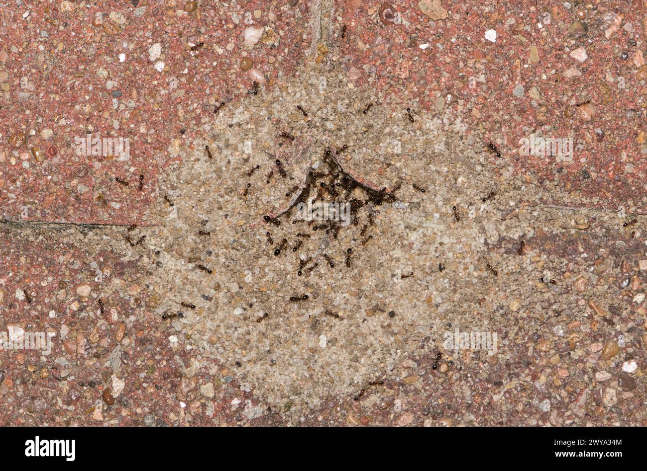 Pavement ants nest mound (Tetramorium immigrans) in paving stones ...