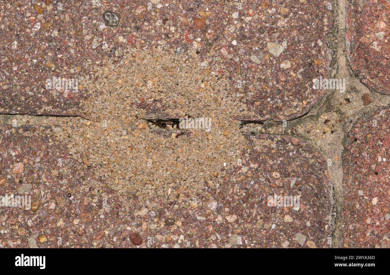 Ants In Paving Stones at Brodie Eldershaw blog