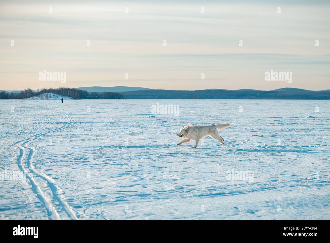 The White German Shepherd Dog walks in winter on a lake covered with ...