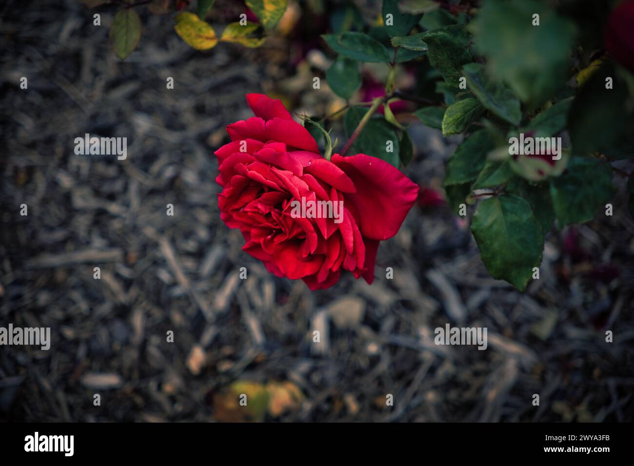 Zoomed roses hi-res stock photography and images - Alamy