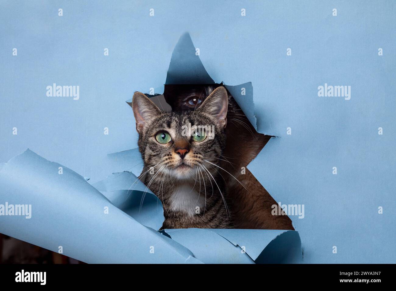 A curious cat peeking through torn blue paper by a chair Stock Photo ...