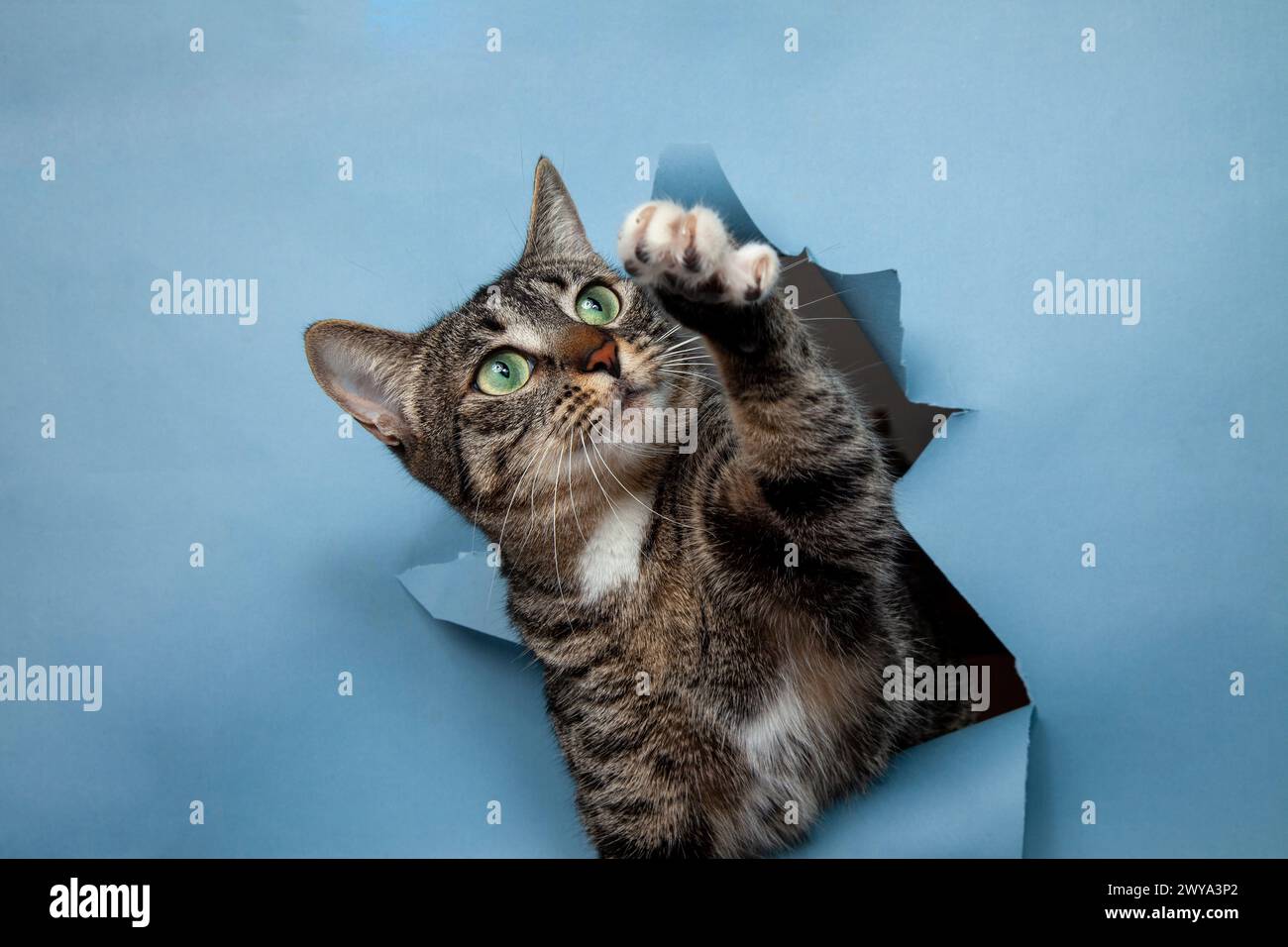 Cat looks up hi-res stock photography and images - Alamy