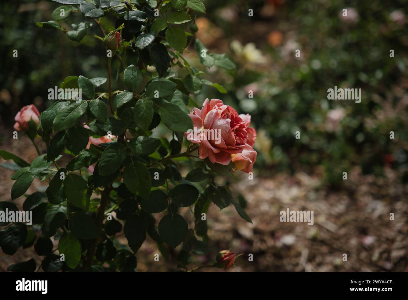 Blur roses hi-res stock photography and images - Alamy