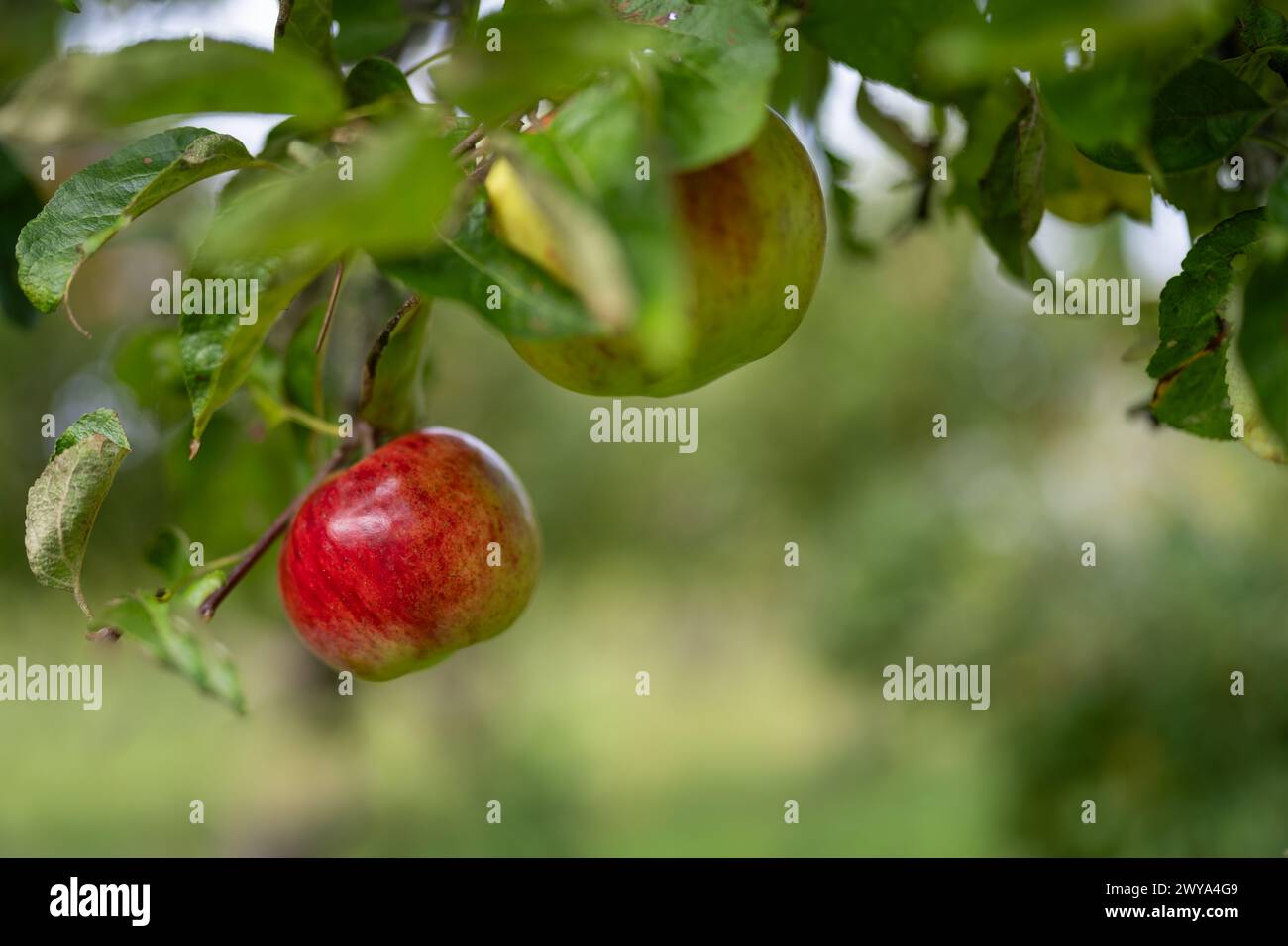 Close up of a unfocused background of red apple trees on a farm ...