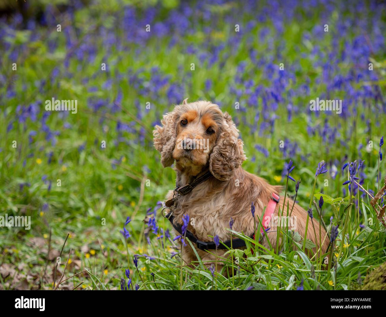 English show cocker spaniel hi-res stock photography and images - Alamy