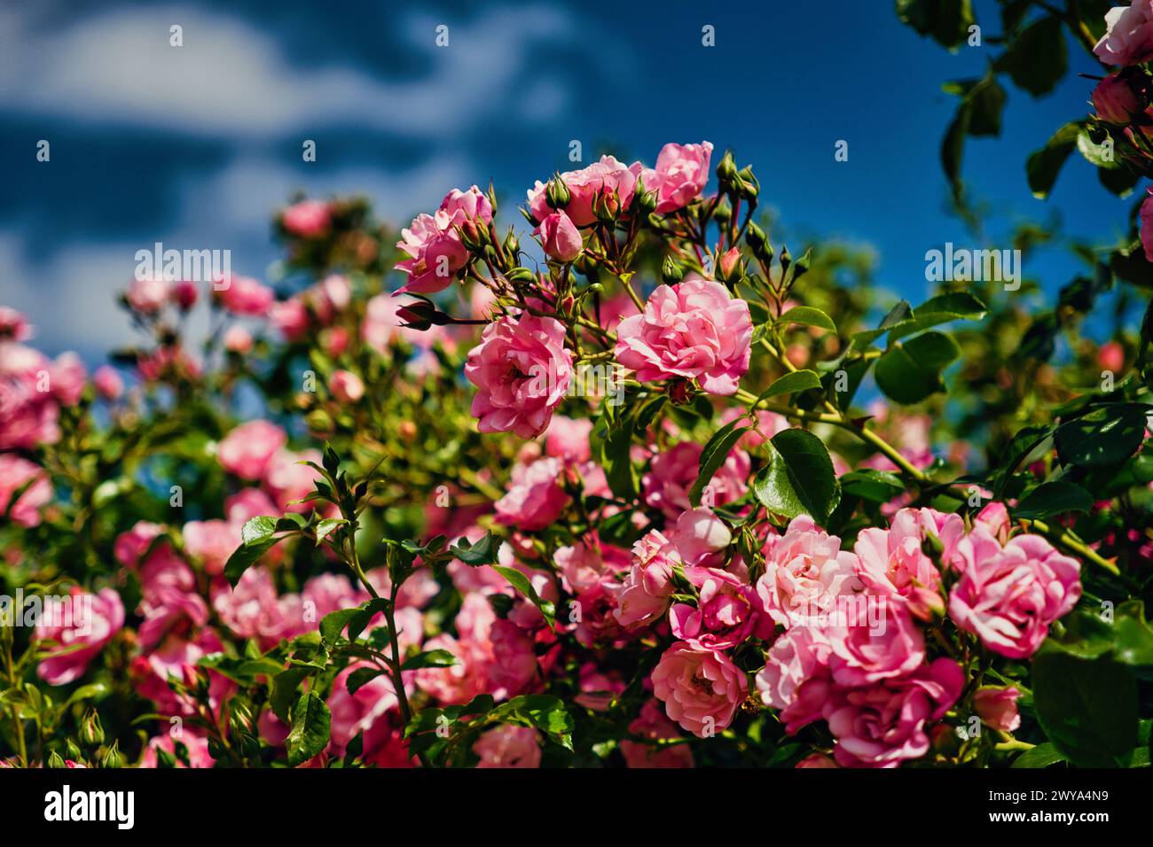 Pink roses 101 Stock Photo - Alamy