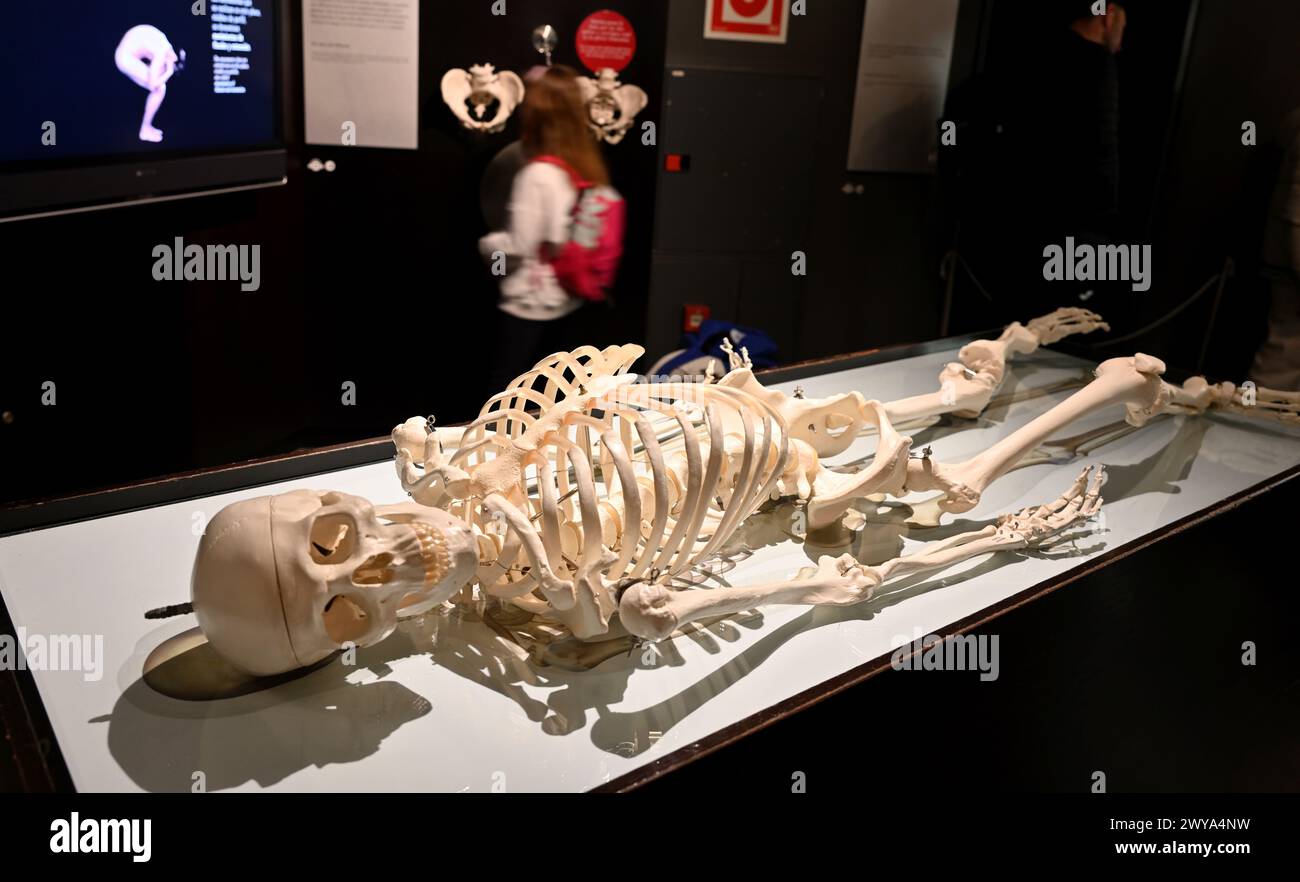 Museum of human anatomy hi-res stock photography and images - Alamy