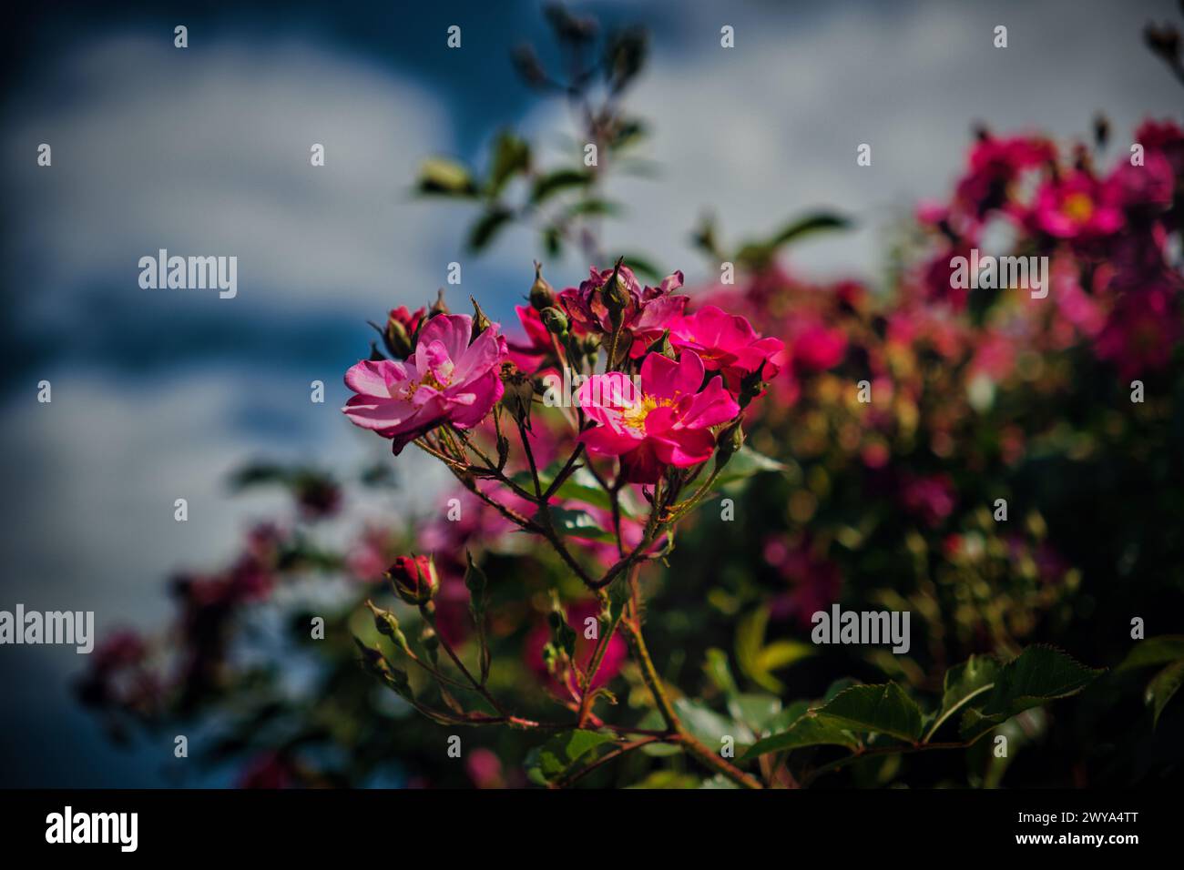 Pink roses 101 Stock Photo - Alamy