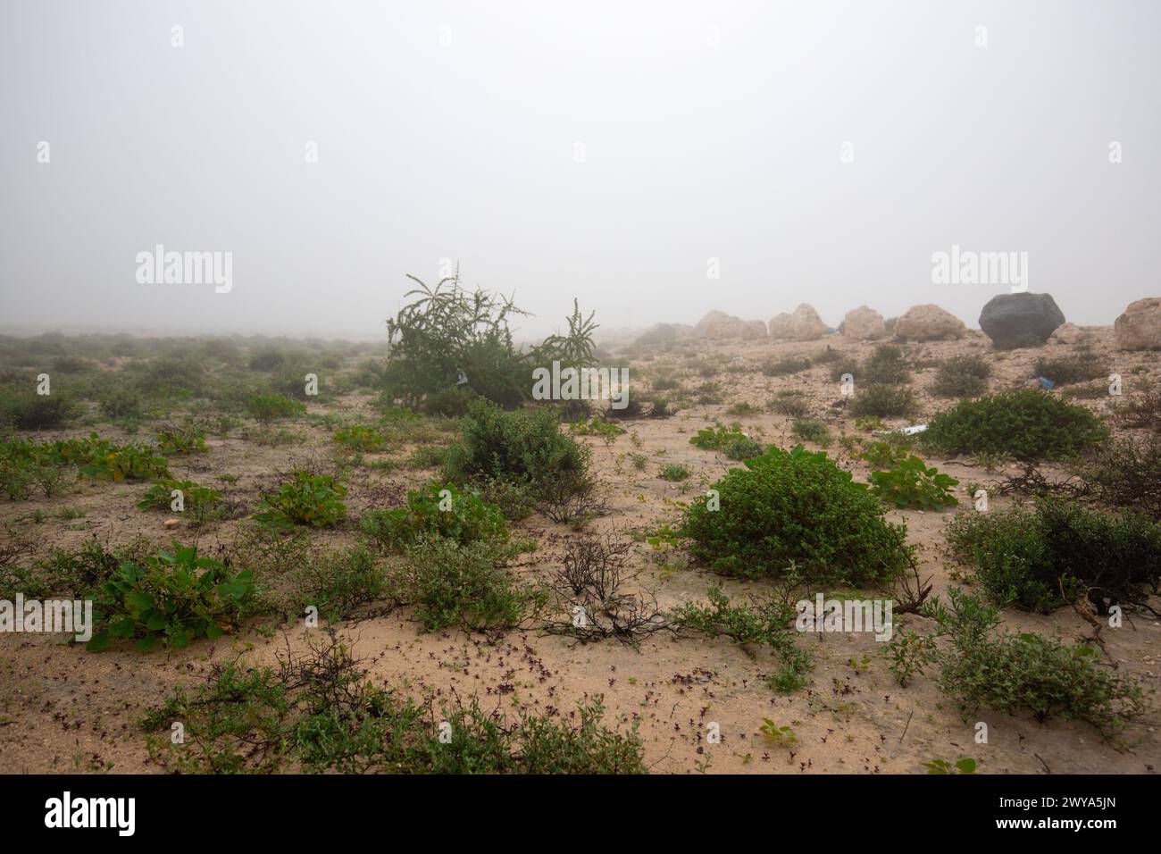 Foggy desert landscape seen in Doha, Qatar Stock Photo - Alamy
