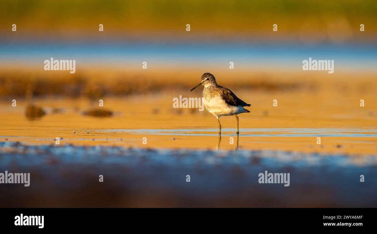 Common Sandpiper (Actitis hypoleucos) is a wetland bird that feeds on ...