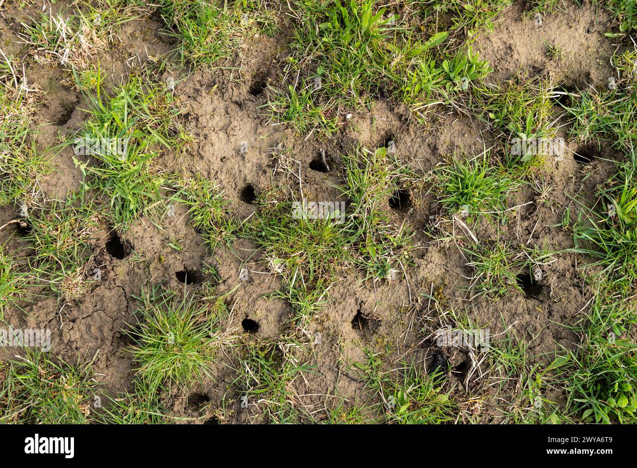 Rottweil, Germany. 05th Apr, 2024. Mouse holes can be seen in a meadow ...