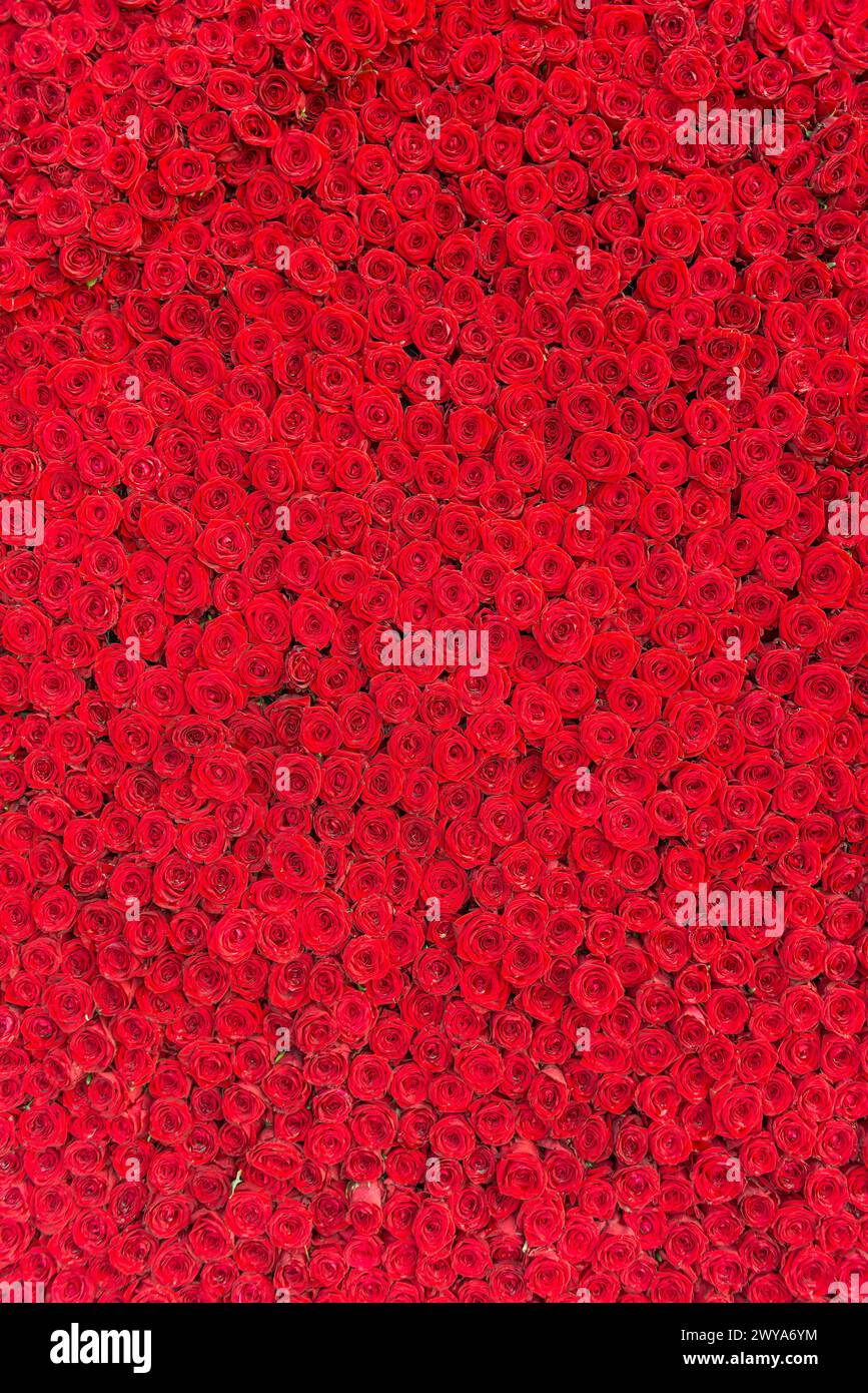Red rose pattern for Valentine's Day background photo Stock Photo - Alamy