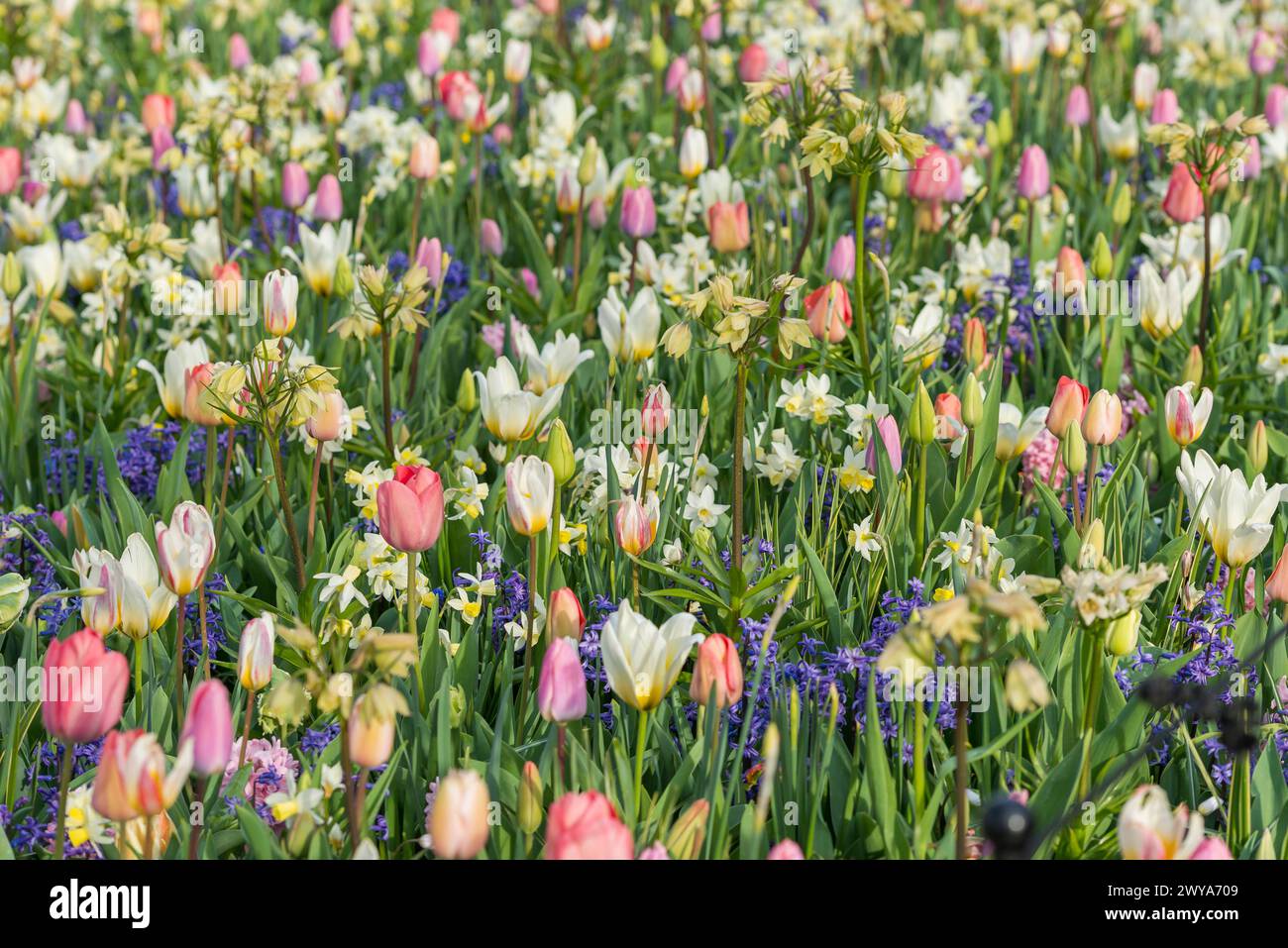 Vibrant spring field with tulips and assorted flowers Stock Photo - Alamy