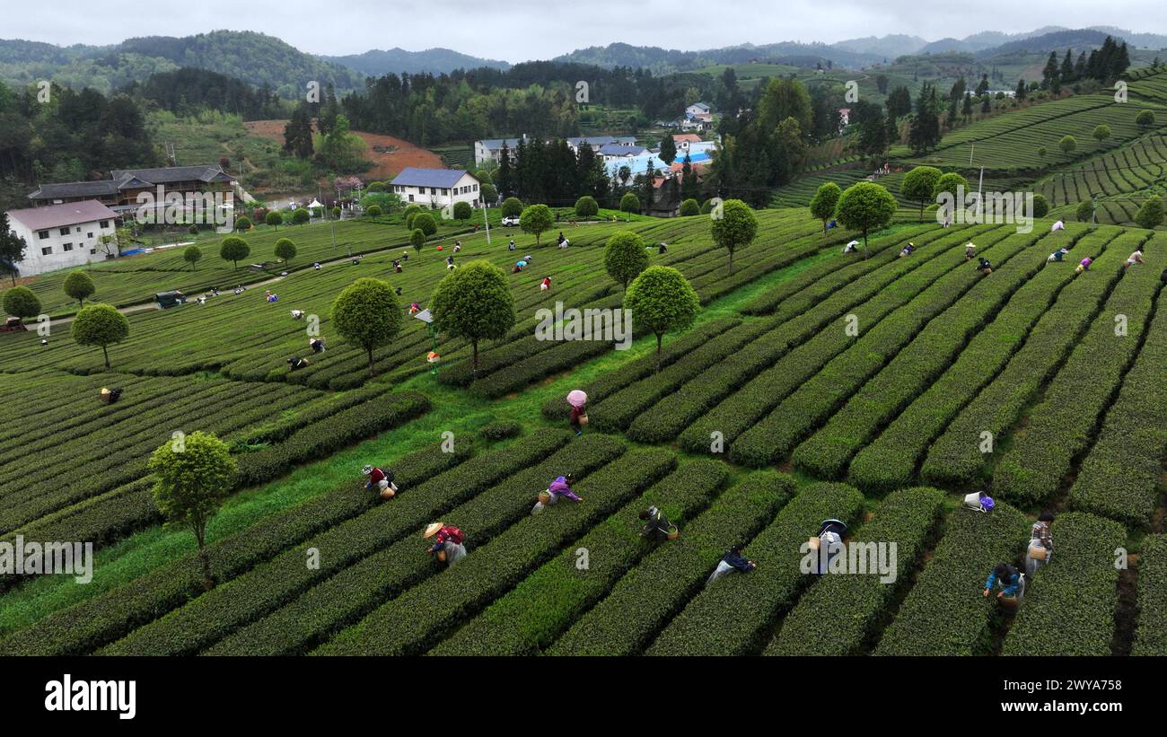 (240405) -- YUQING(GUIZHOU), April 5, 2024 (Xinhua) -- A drone photo ...