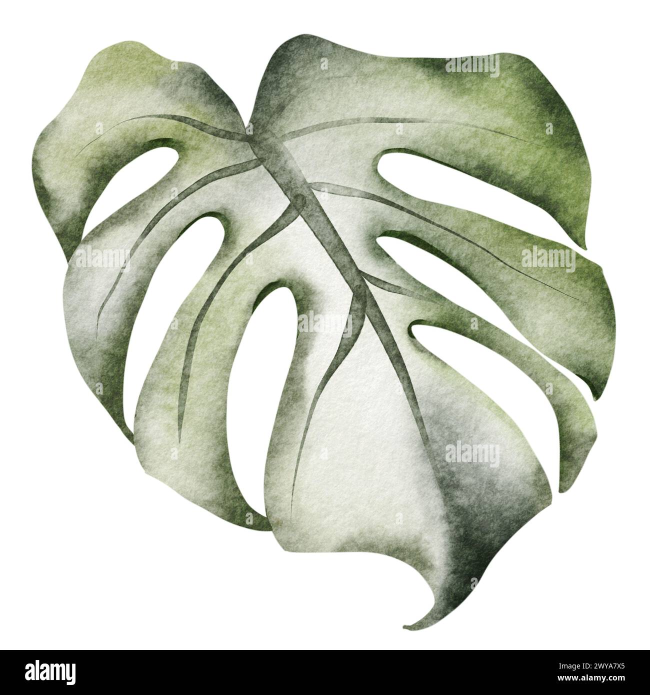 Tropical foliage watercolor set. Monstera leaves and jungle plants on a ...