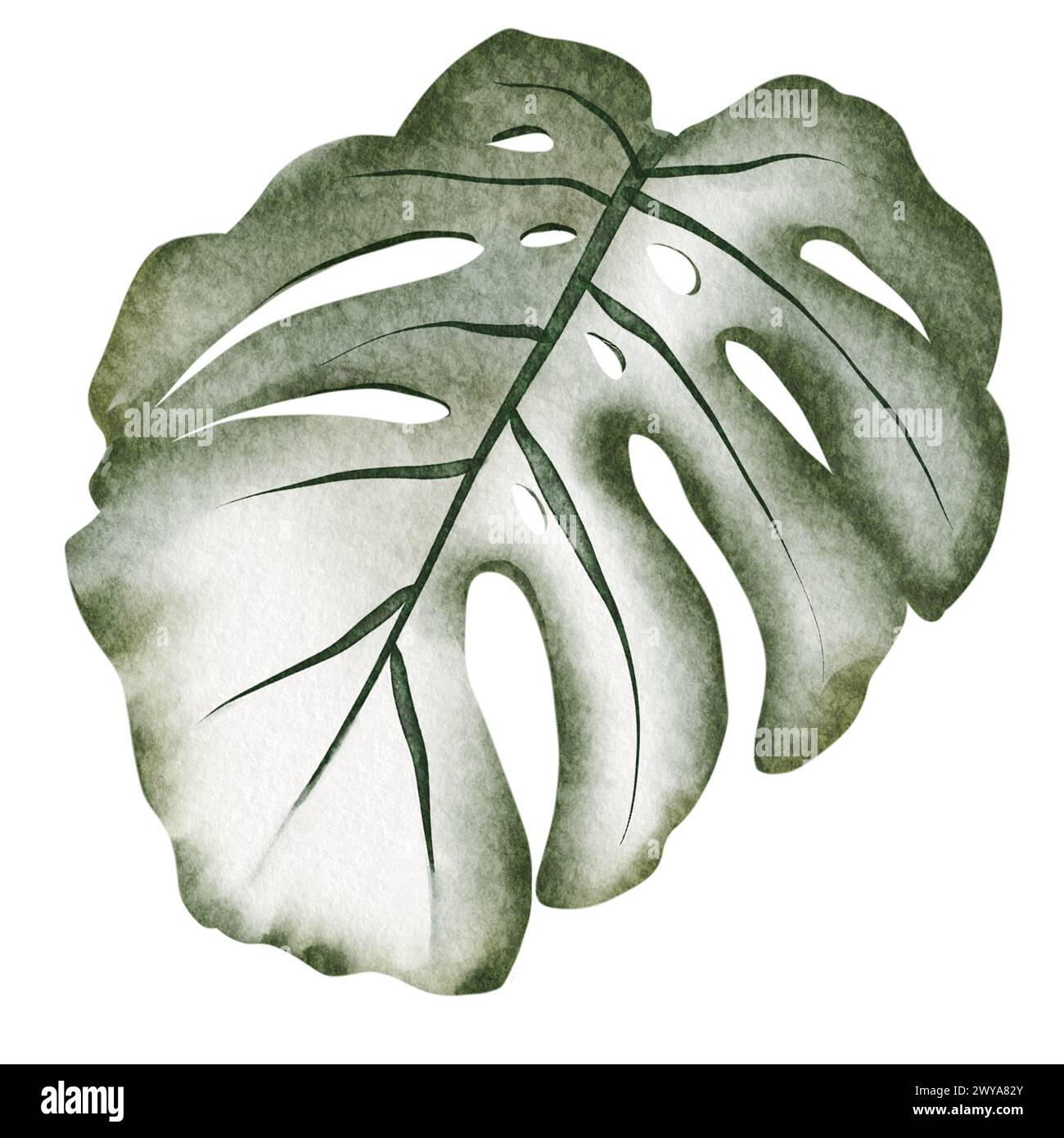 Tropical foliage watercolor set. Monstera leaves and jungle plants on a ...