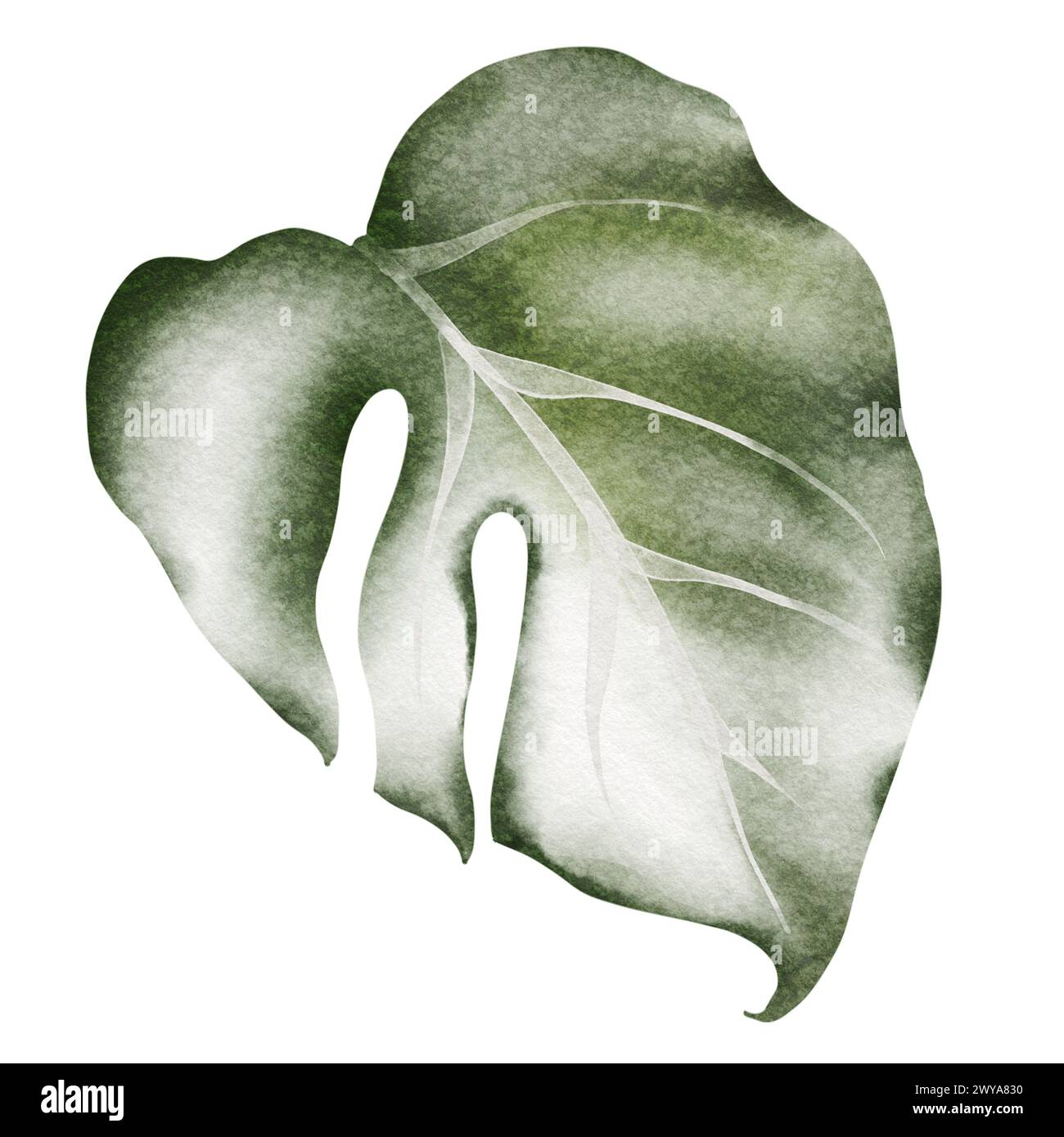 Tropical foliage watercolor set. Monstera leaves and jungle plants on a ...