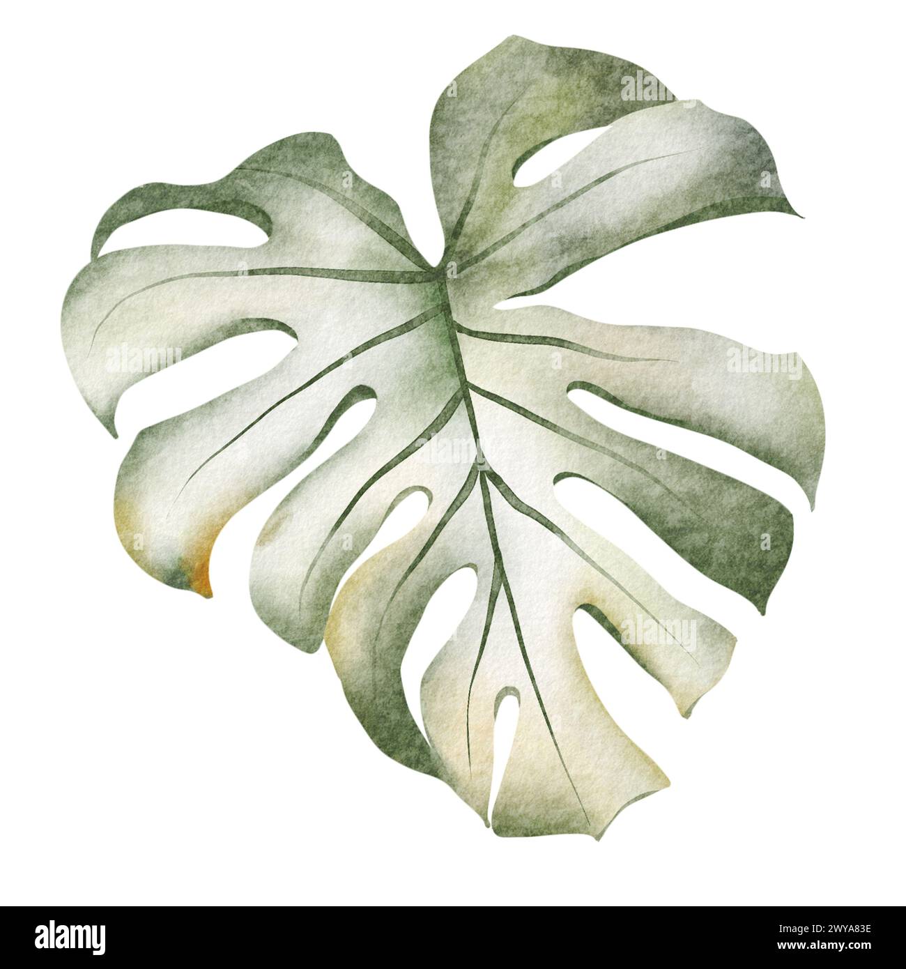 Tropical foliage watercolor set. Monstera leaves and jungle plants on a ...