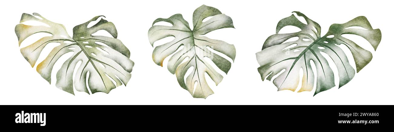 Tropical foliage watercolor set. Monstera leaves and jungle plants on a ...