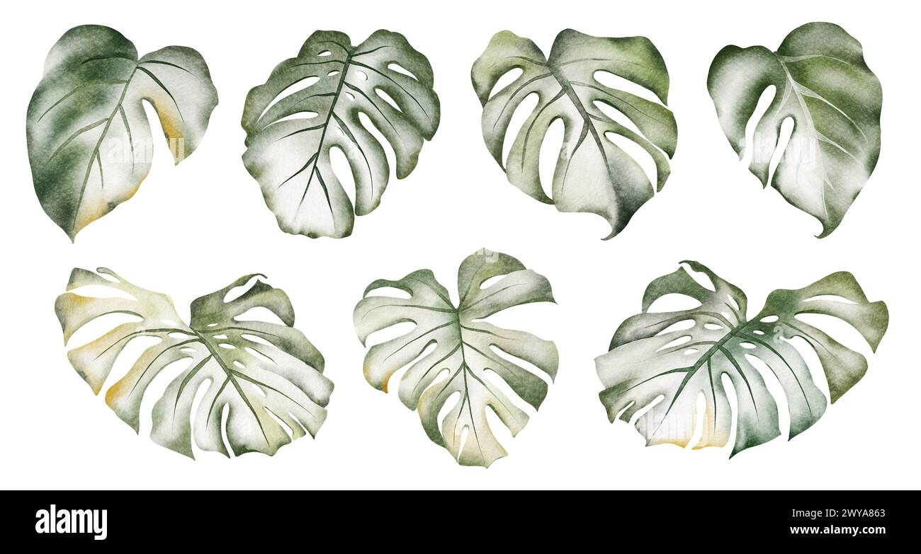 Tropical foliage watercolor set. Monstera leaves and jungle plants on a ...
