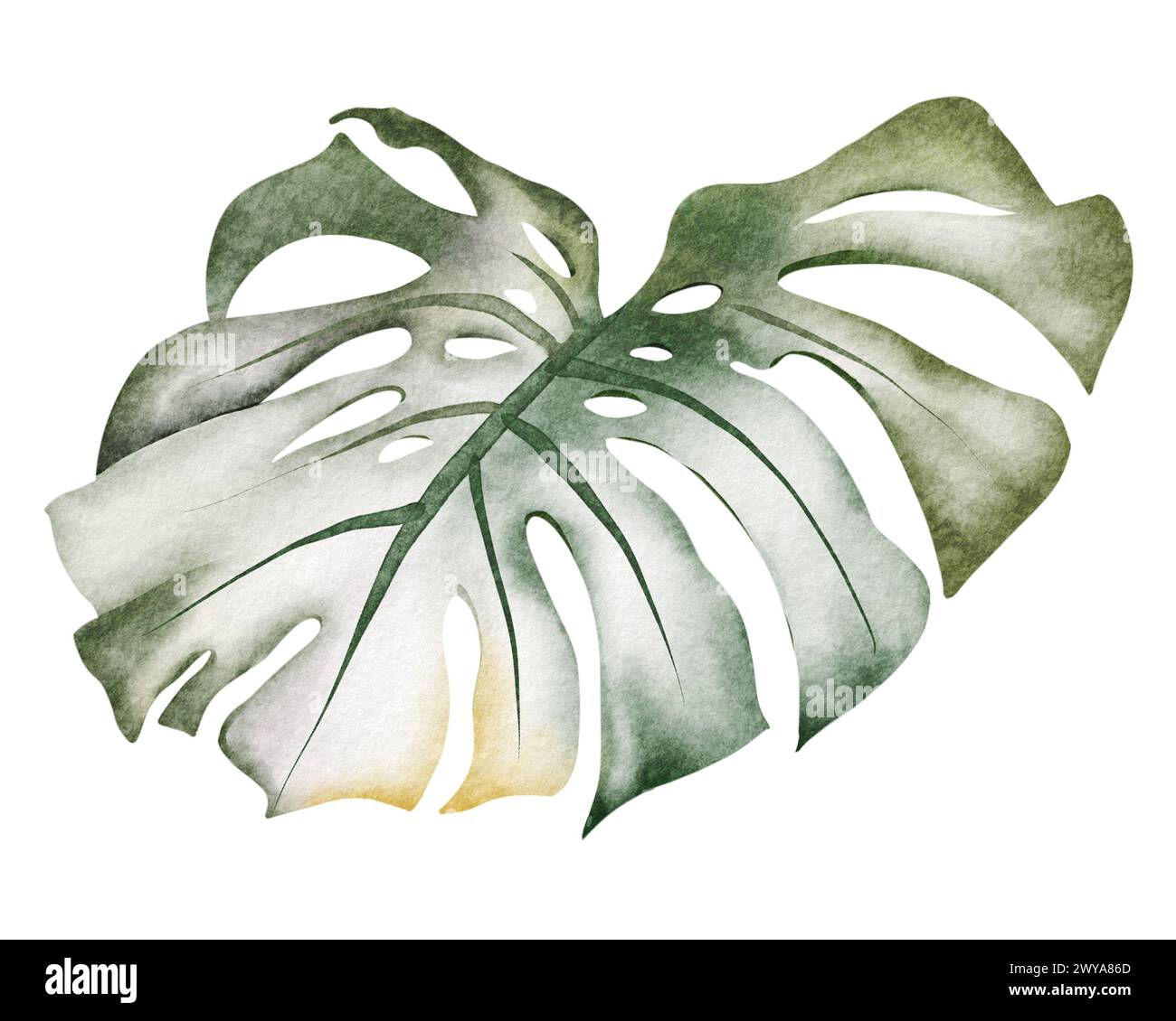 Tropical foliage watercolor set. Monstera leaves and jungle plants on a ...
