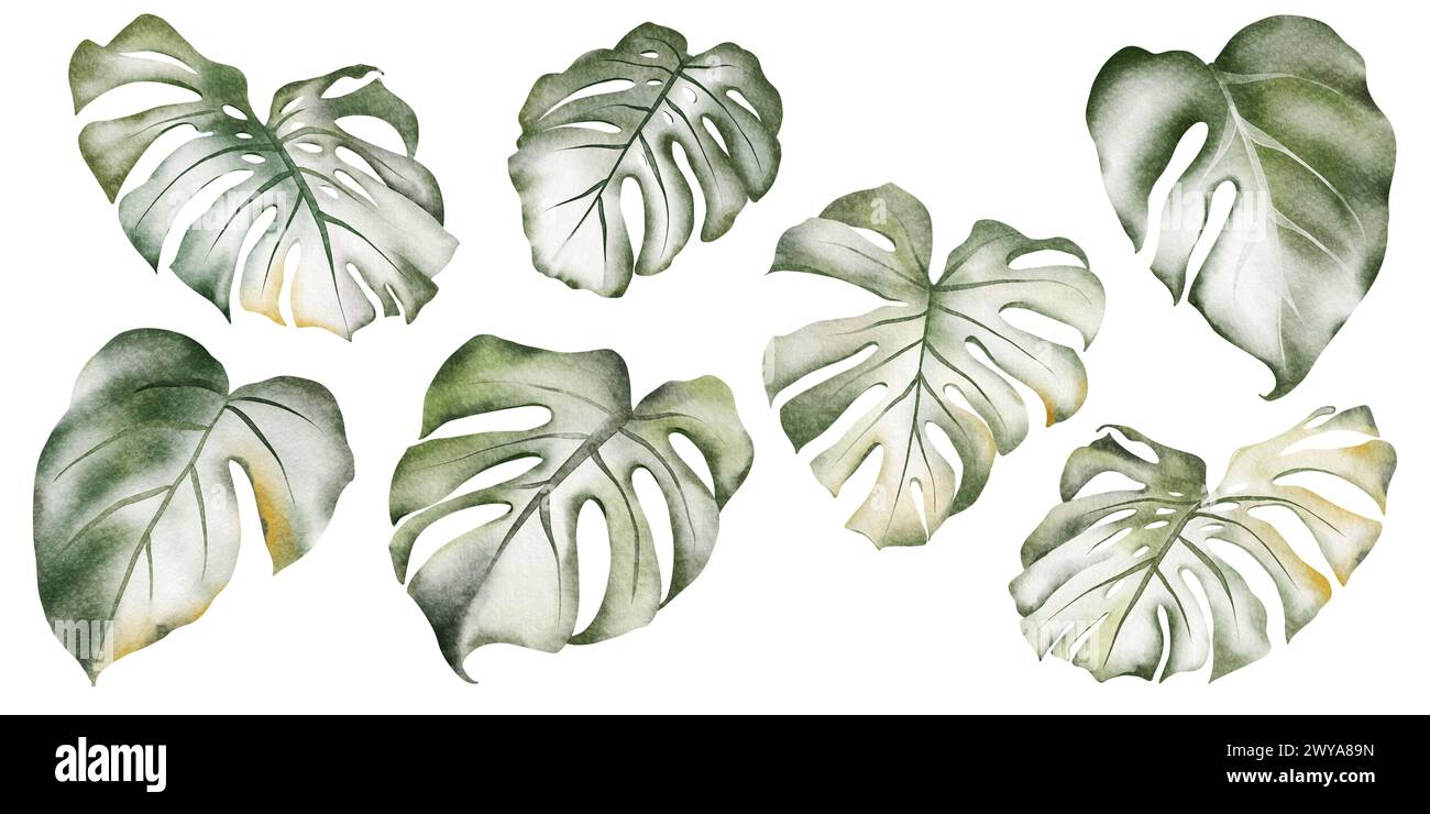 Tropical foliage watercolor set. Monstera leaves and jungle plants on a ...