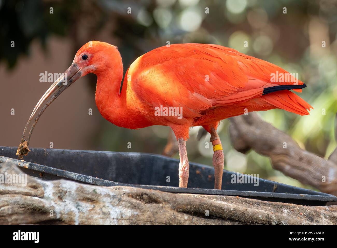 Vibrant Scarlet Ibis in Tropical Wetlands: Exotic Birdwatching Moment ...