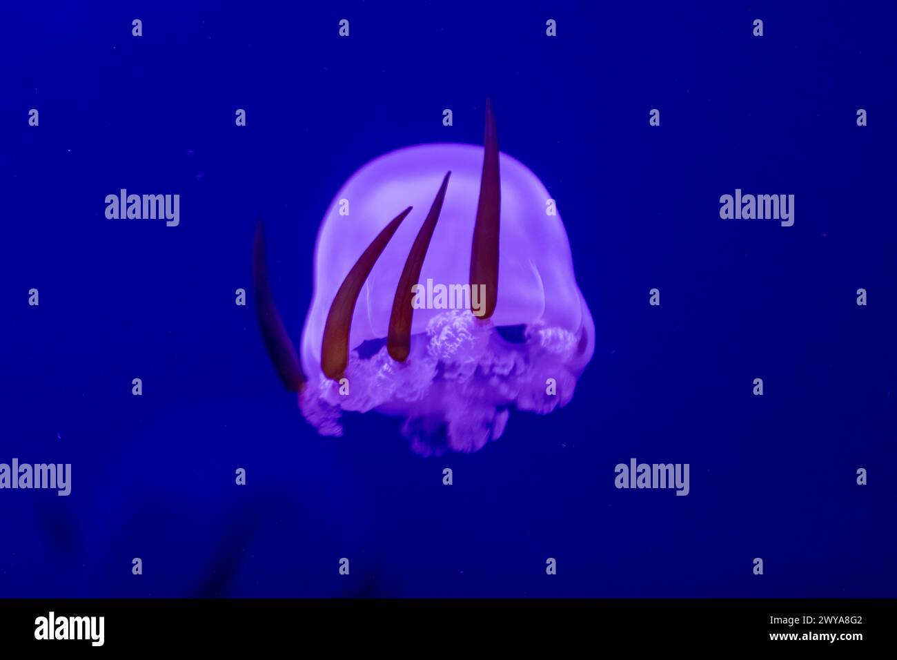 Fiery jellyfish hi-res stock photography and images - Alamy