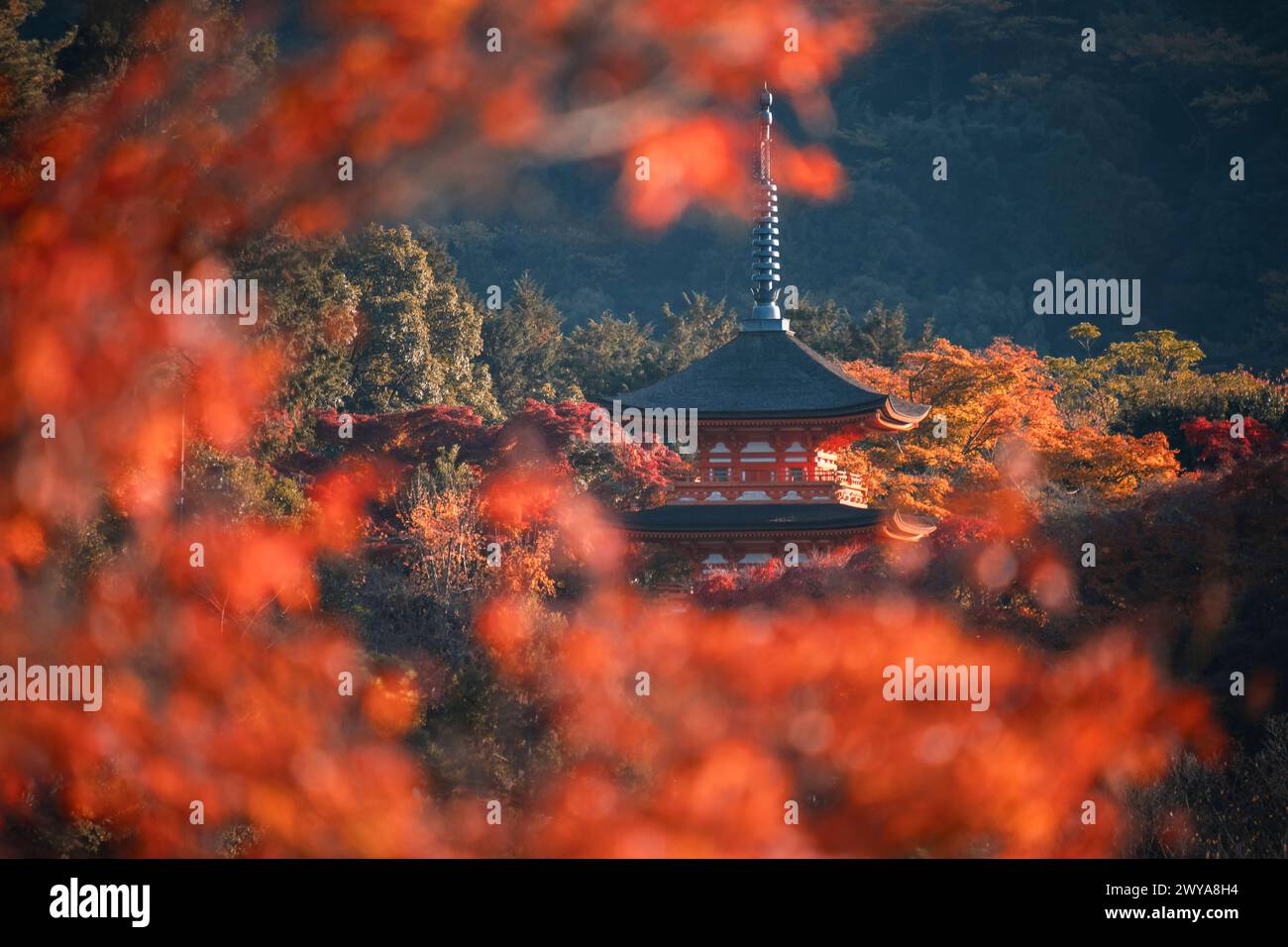 Kiyomizu-dera Koyasunoto Pagoda framed by autumn colored trees, UNESCO ...