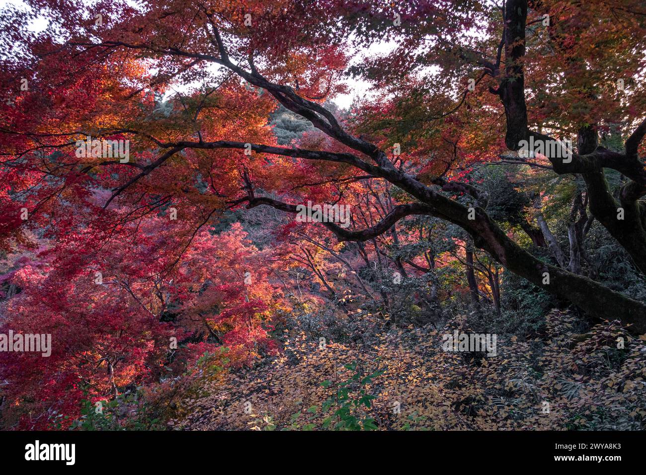Autumn colors in Kiyomizu-dera Buddhist temple garden, Kyoto, UNESCO ...