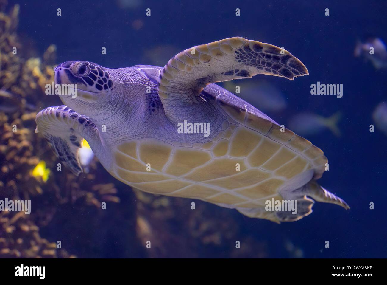 Graceful Green Sea Turtle Gliding Through Ocean Depths Stock Photo - Alamy
