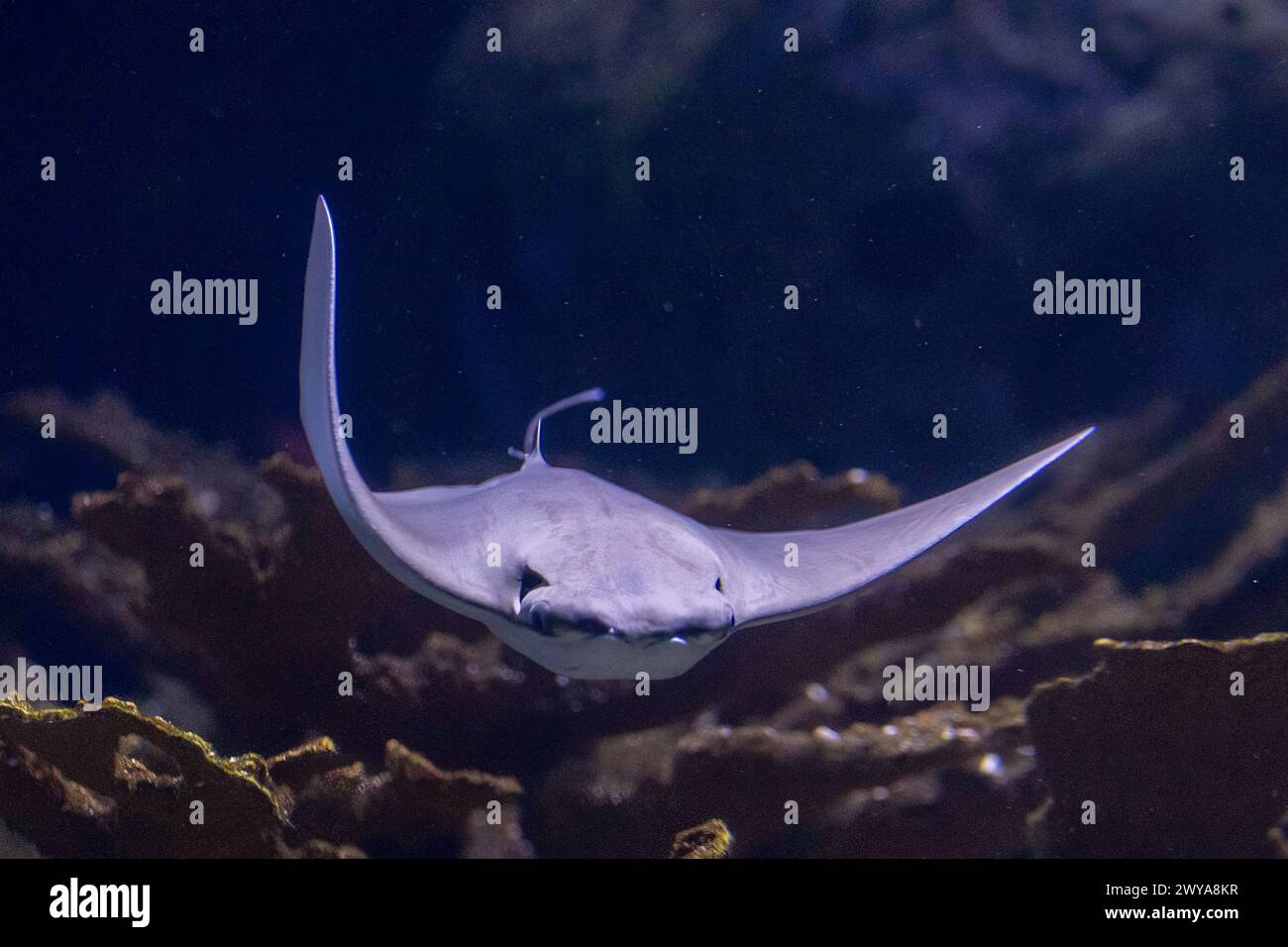 Bull ray underwater hi-res stock photography and images - Alamy